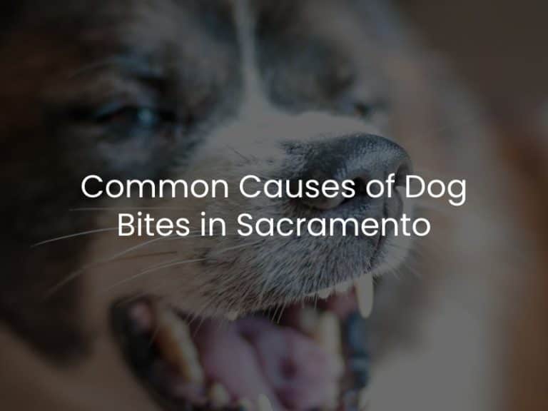Common Causes of Dog Bites